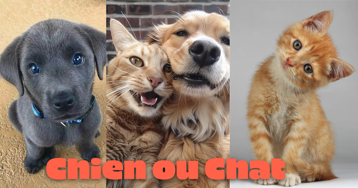Chien ou Chat – Pour les Amoureux des Animaux